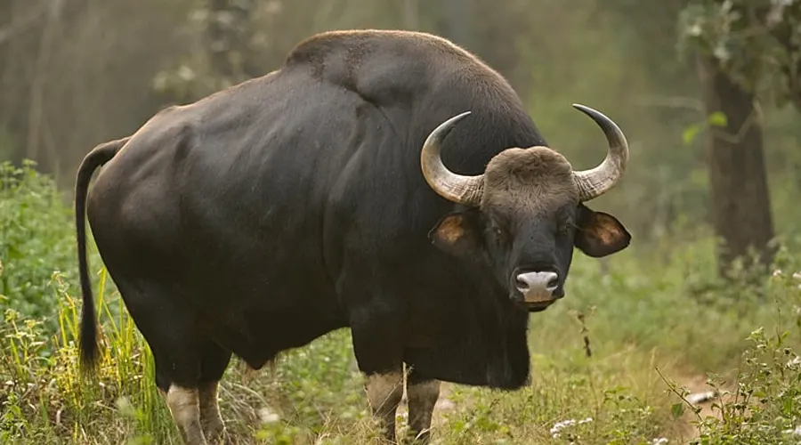 Radhanagari Bison Sanctuary