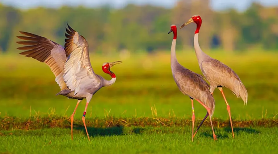 Thattekad Bird Sanctuary - Famous for its rich and varied birdlife