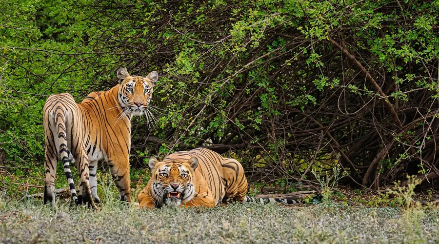Valmiki Tiger Reserve - The easternmost limit of the Himalayan Terai ...
