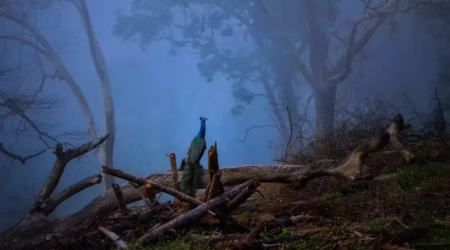 Mayura Thottam Wildlife Sanctuary