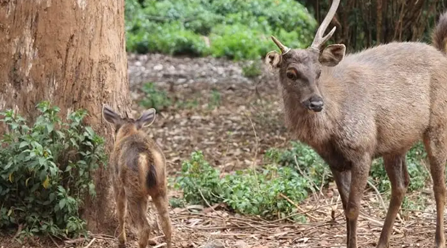 Churdhar Wildlife Sanctuary Himachal – Wildlife & Trek Guide